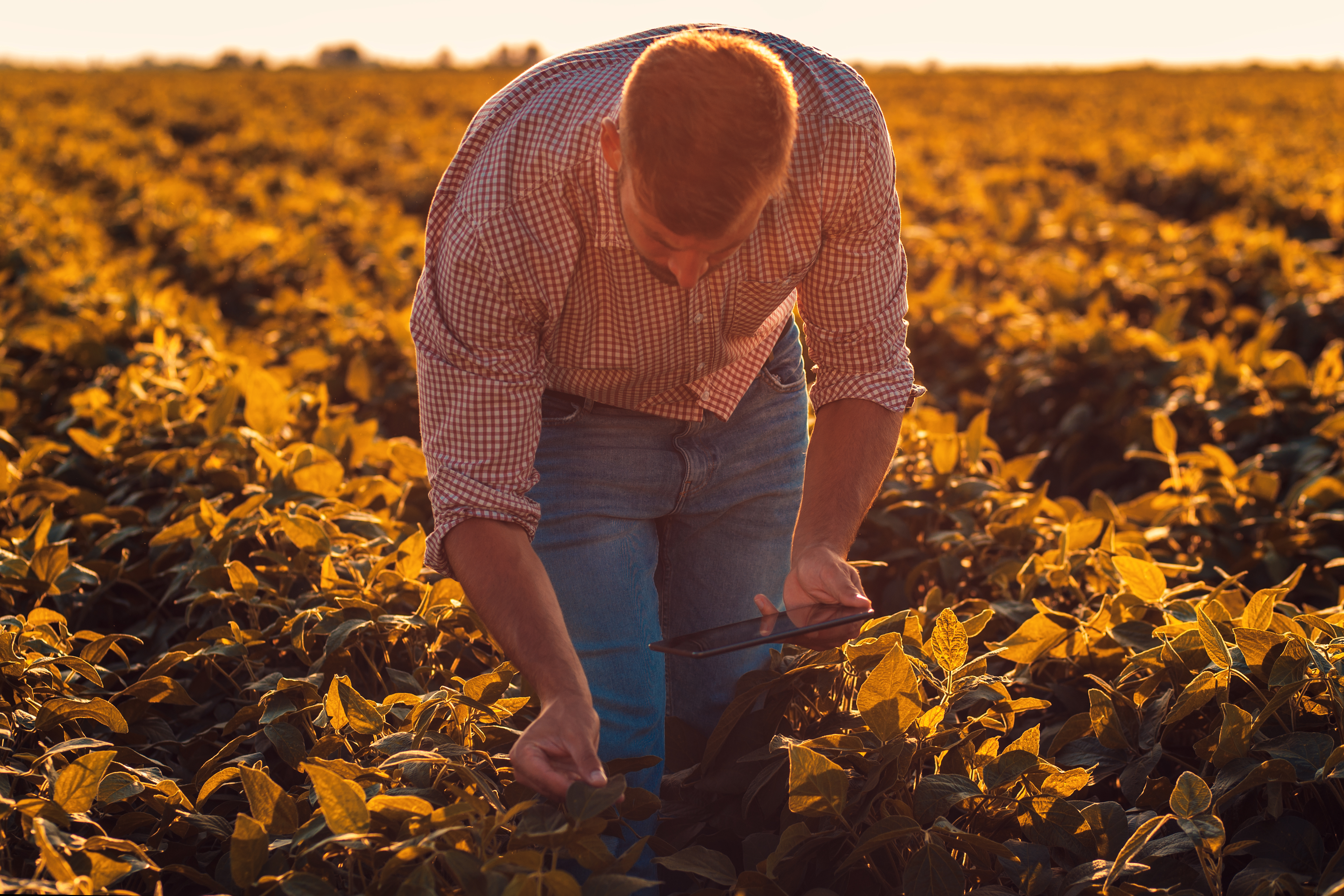 Michigan Soybean Basis Maps