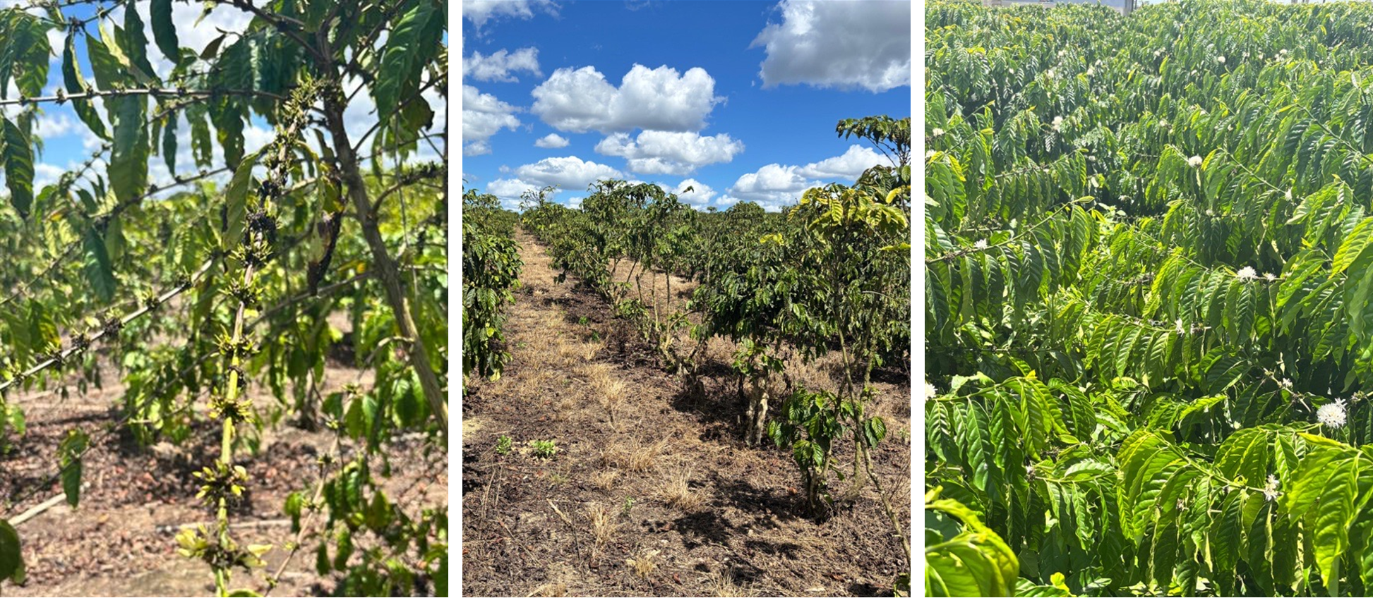 Brazil Coffee Crop Survey | 1st estimate for 2026/27